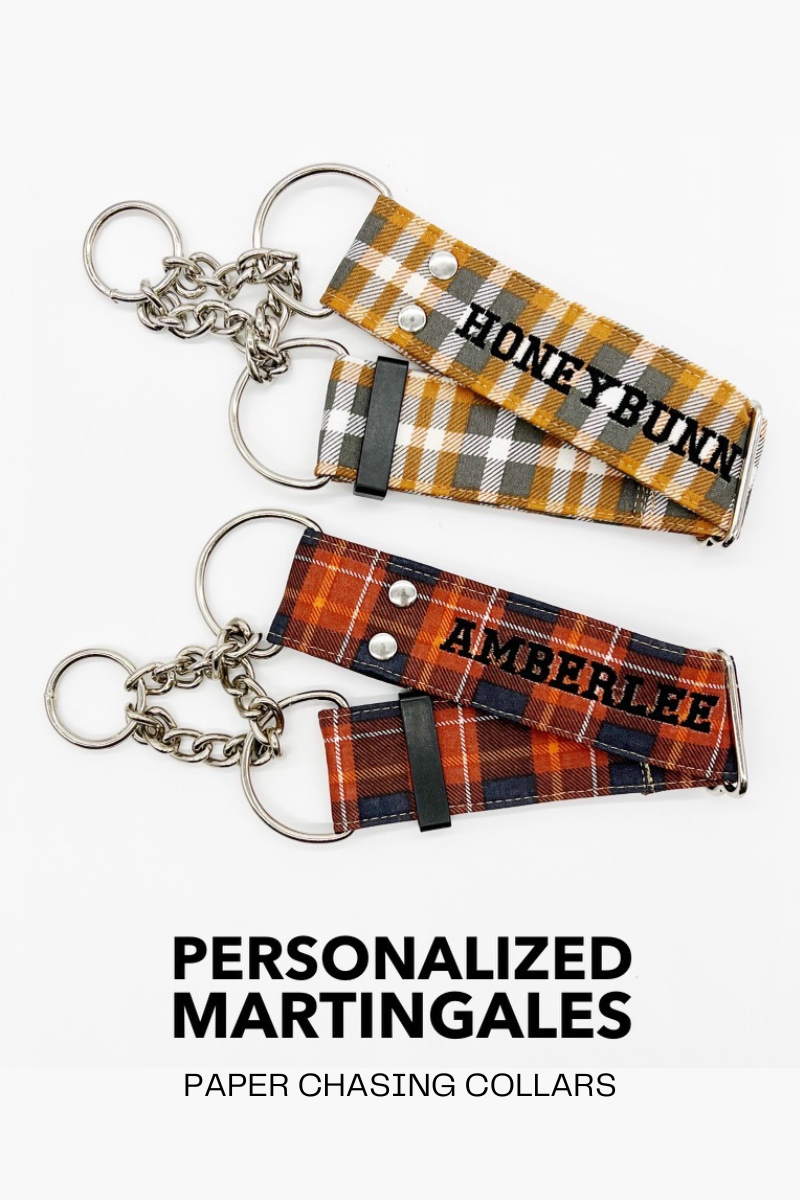 Reasons Why You Need a Martingale Collar – Paper Chasing Collars